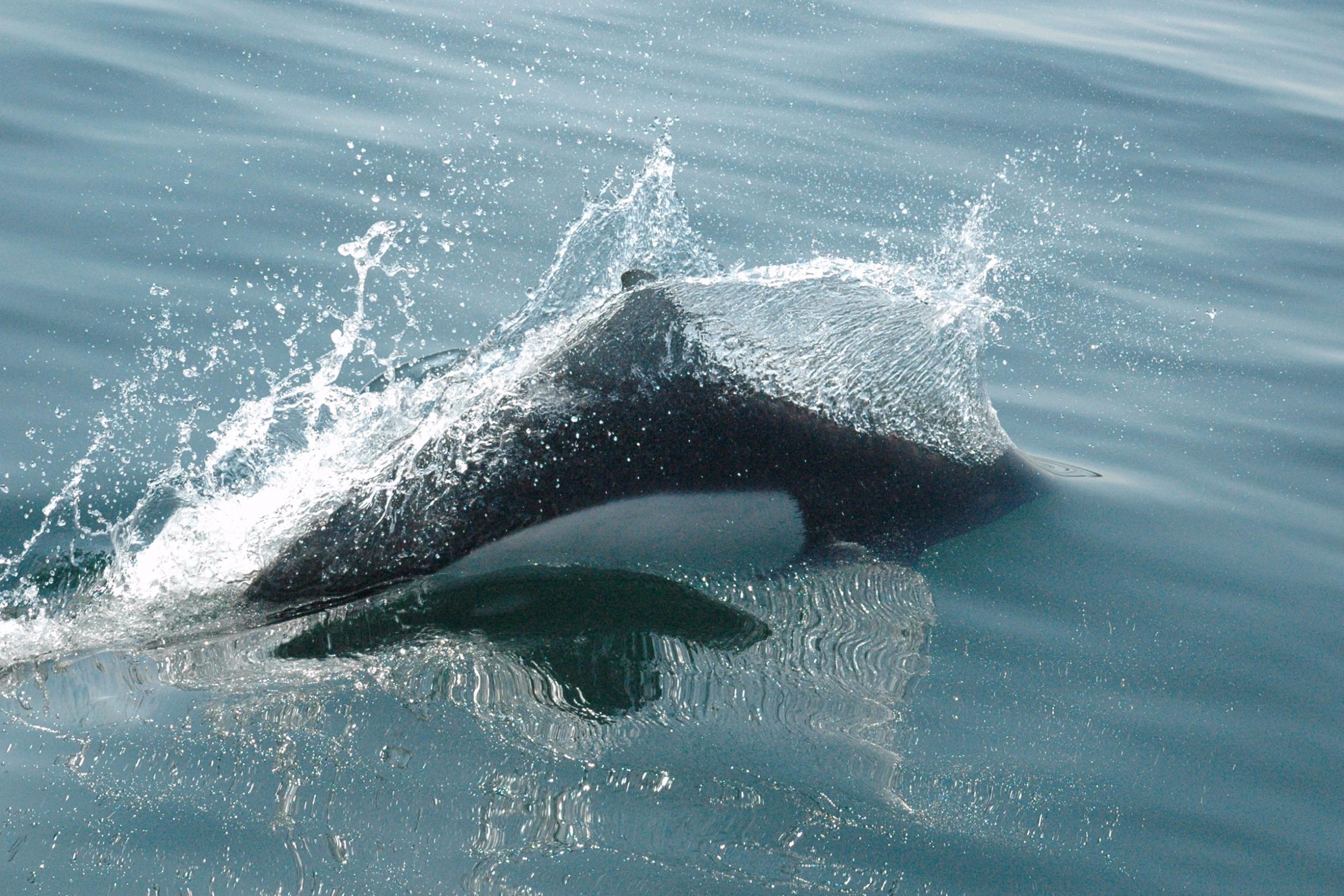 Underrated Wildlife of the Salish Sea | San Juan Islands Washington ...