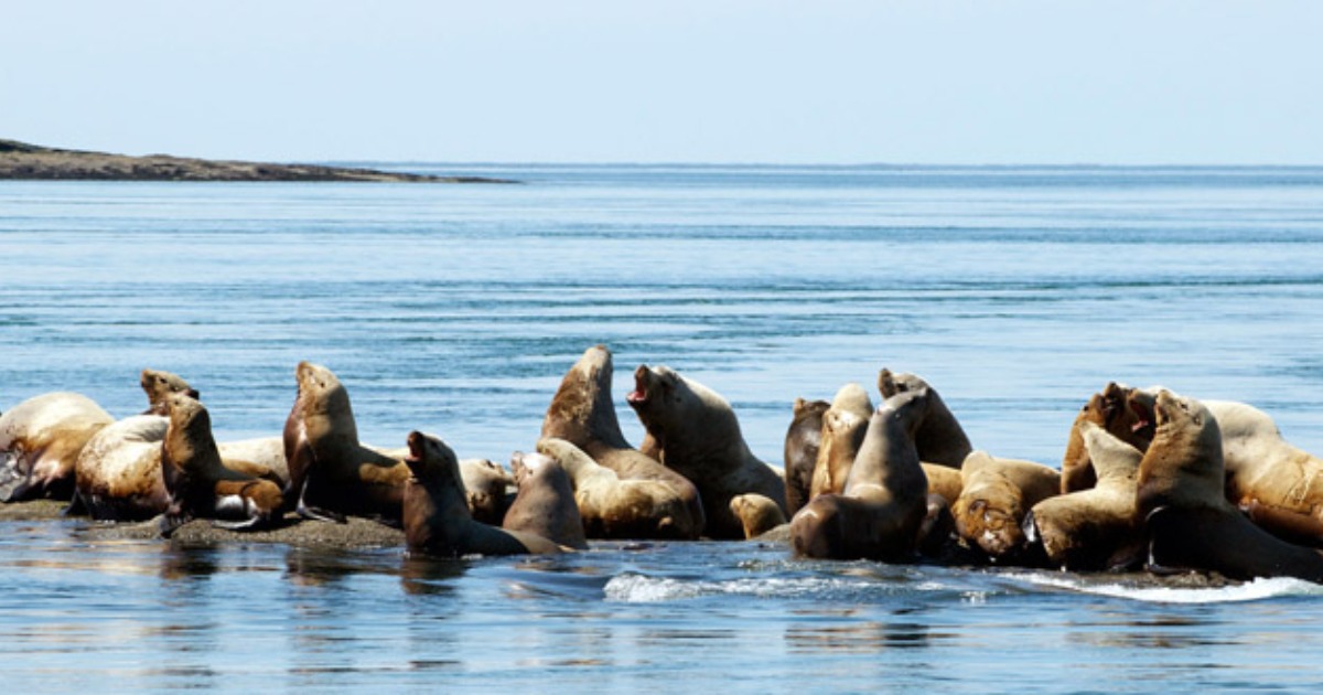 Underrated Wildlife of the Salish Sea | San Juan Islands Washington ...