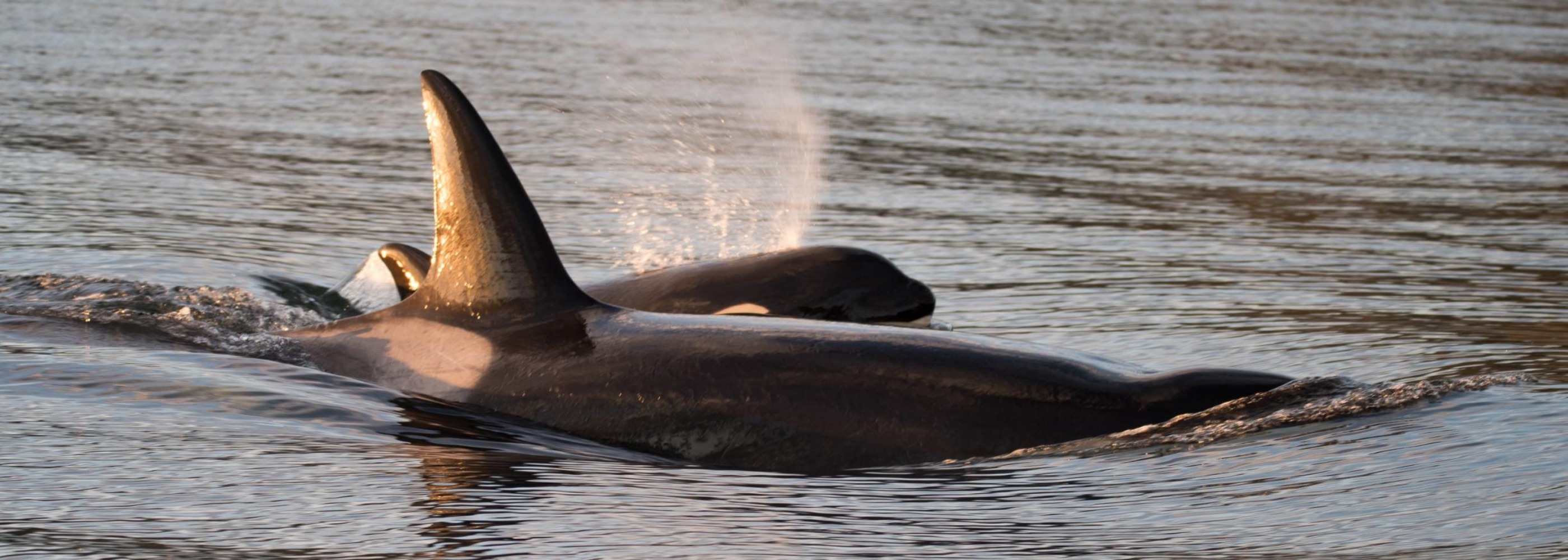 Help Our Southern Residents: The Orcas