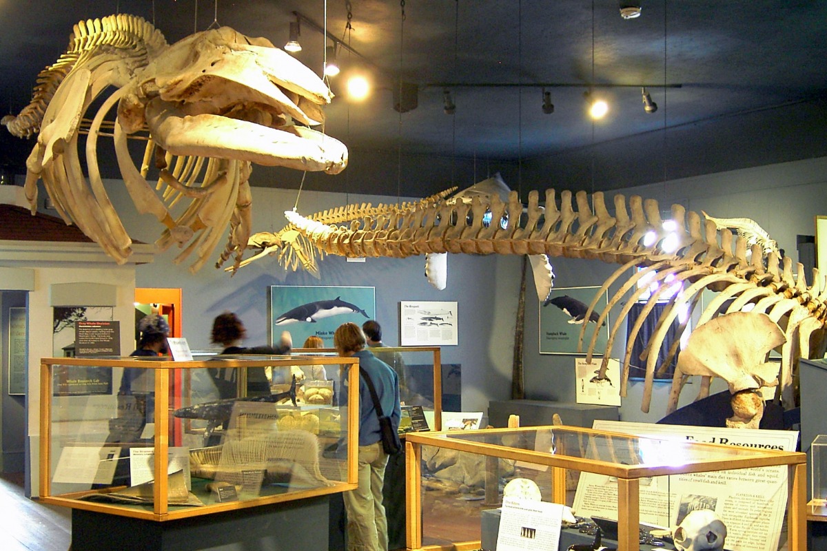 Visit the Whale Museum in Friday Harbor